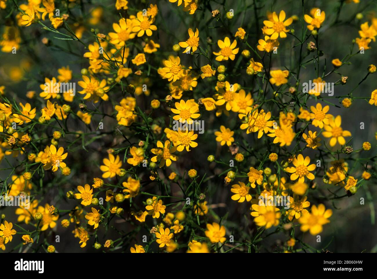 Prairie broomweed hi-res stock photography and images - Alamy