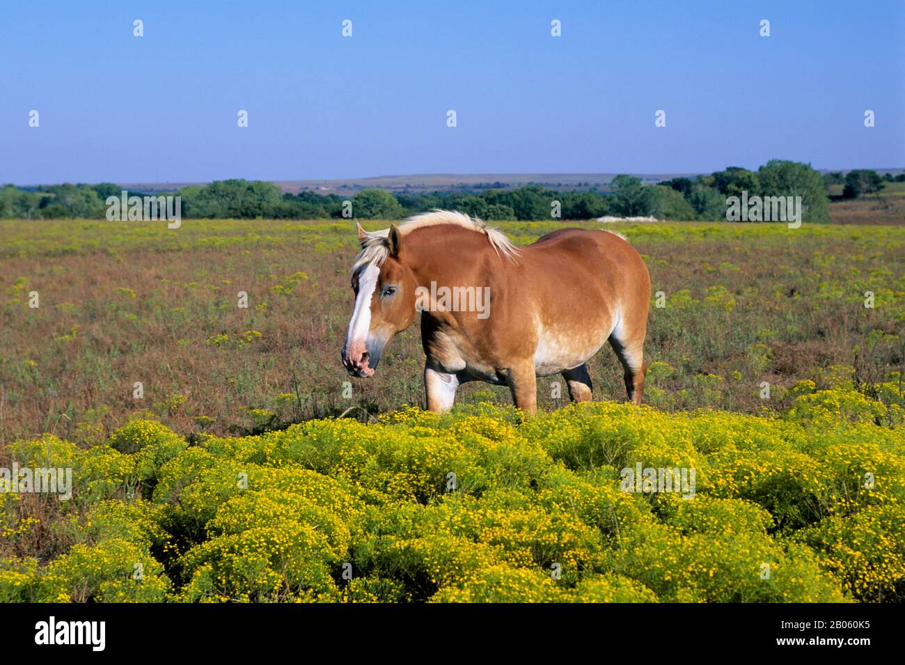 Belgian horse hi-res stock photography and images - Alamy