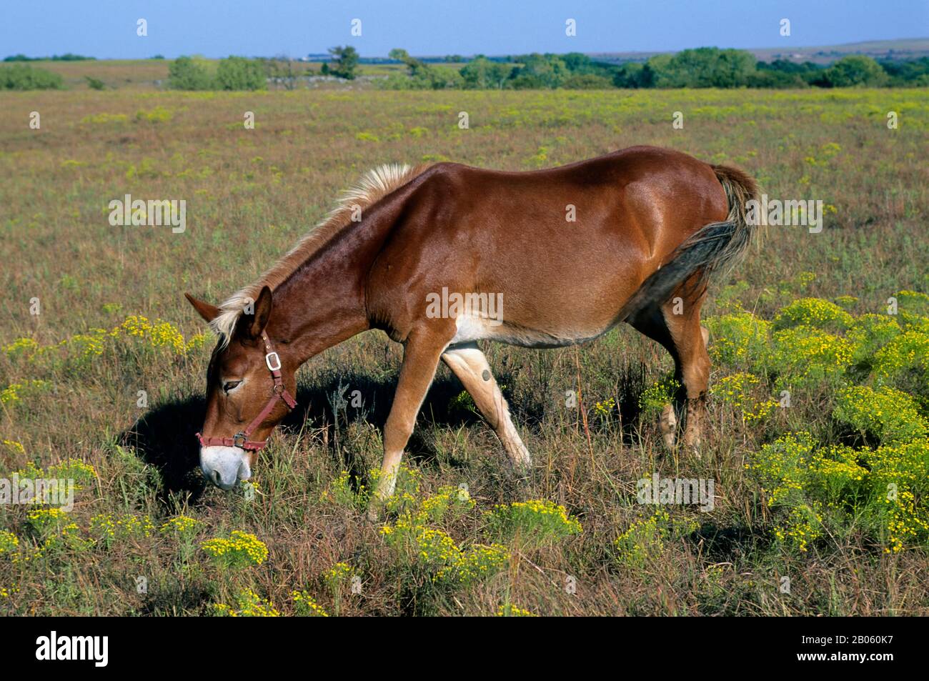 Cliff clover hi-res stock photography and images - Alamy