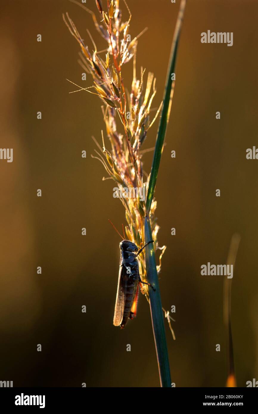 Native cricket hi-res stock photography and images - Alamy