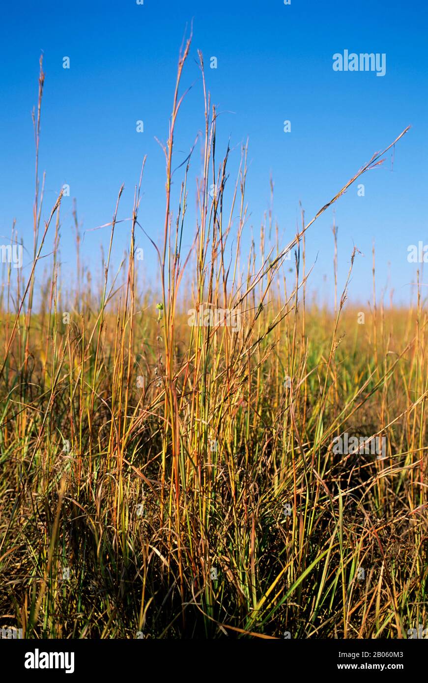 Big bluestem grass hi-res stock photography and images - Alamy