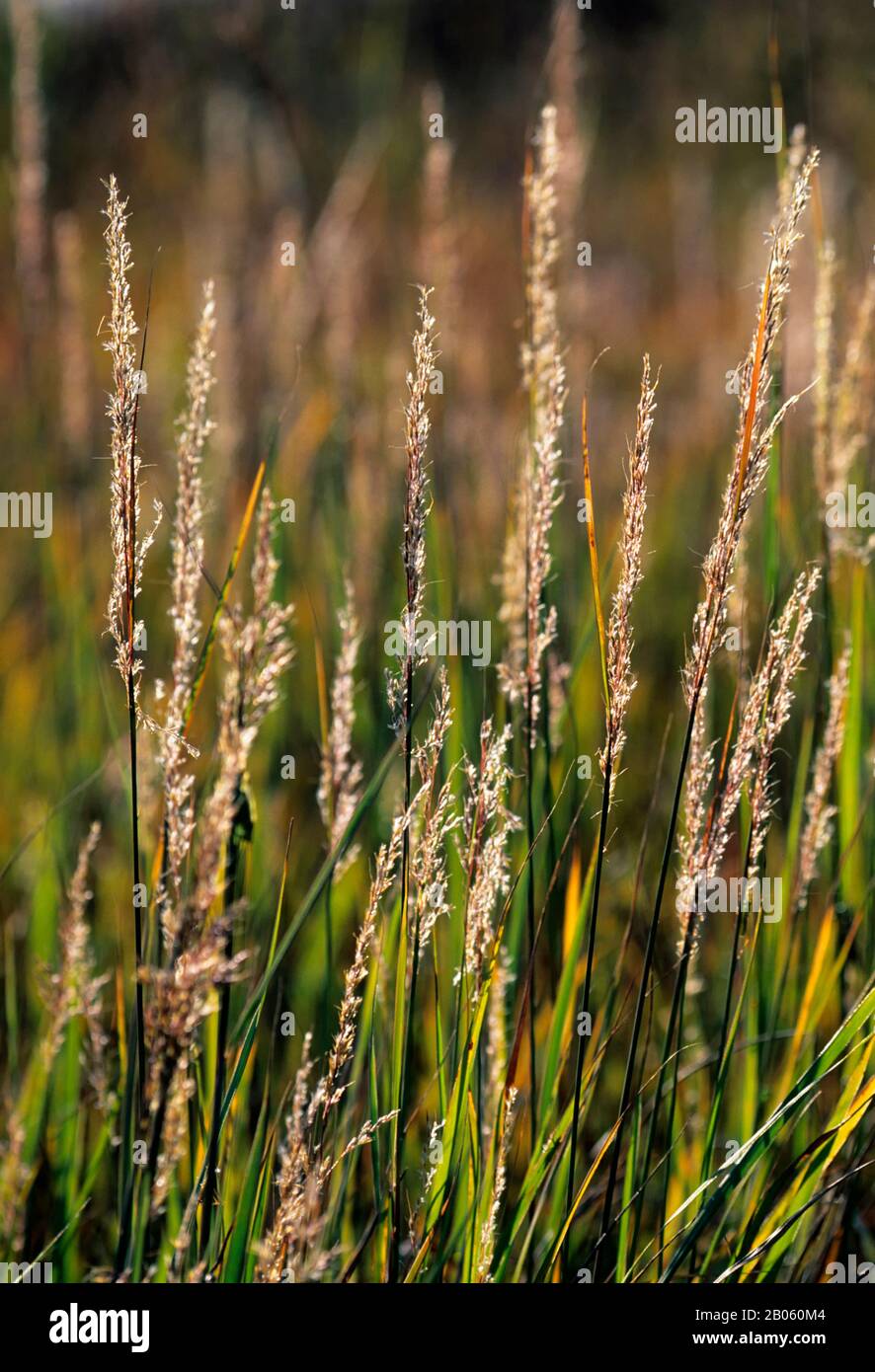 USA, KANSAS, NEAR STRONG CITY, TALLGRASS PRAIRIE, INDIAN GRASS Stock ...