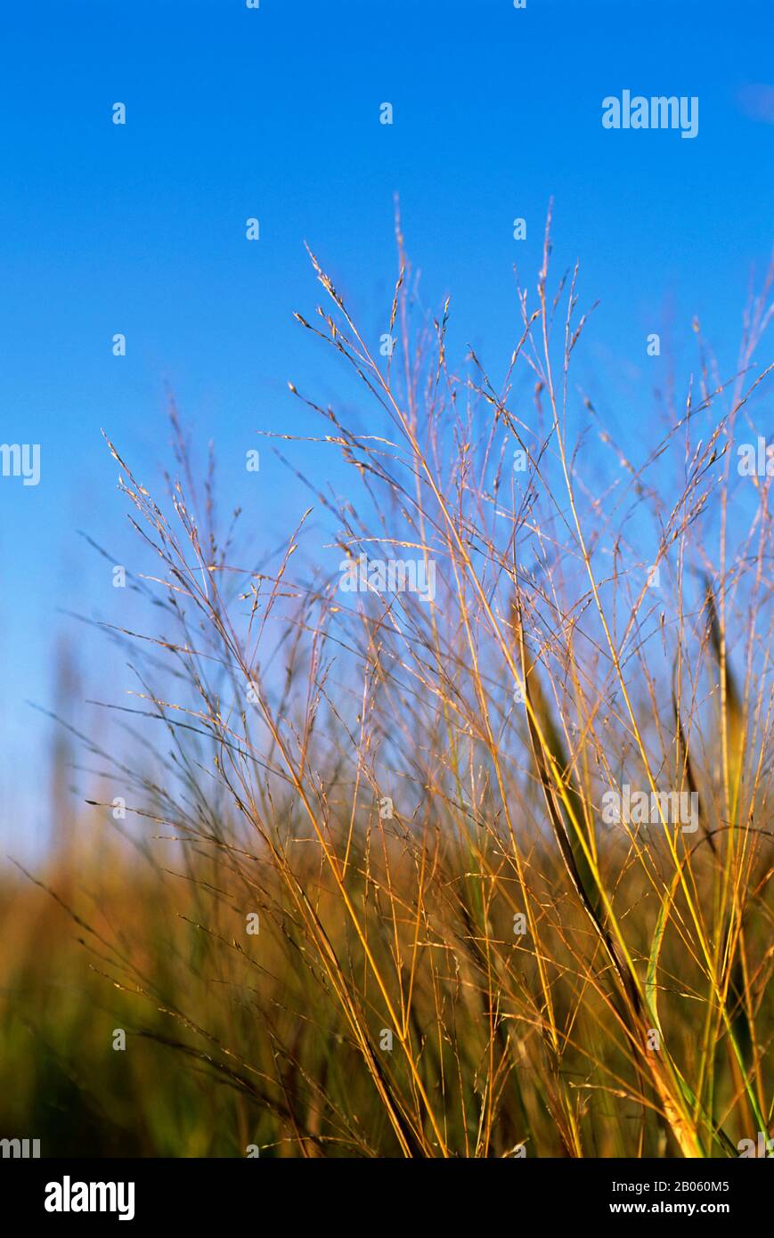 Switch grass hi-res stock photography and images - Alamy