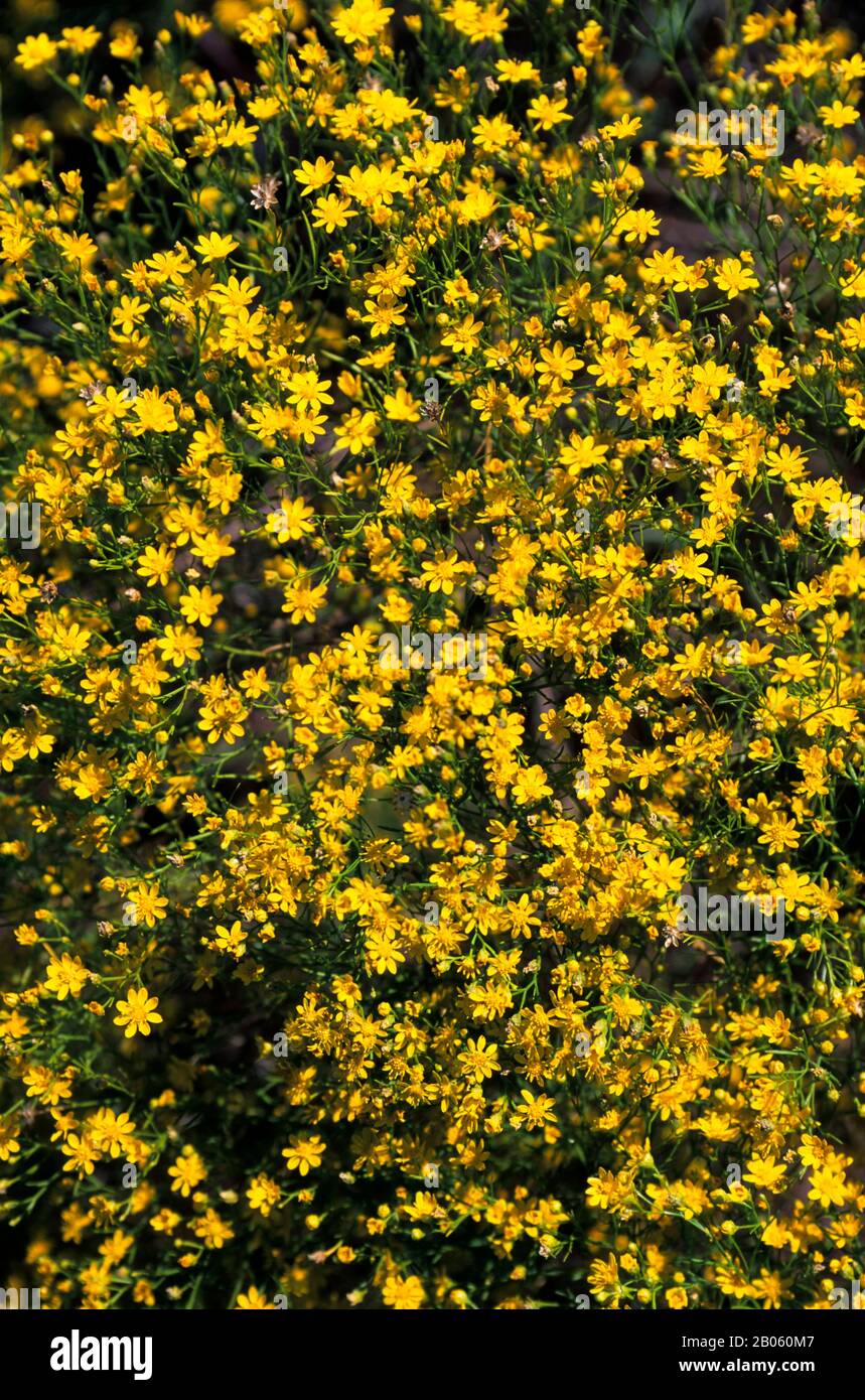 Native plants kansas hi-res stock photography and images - Alamy
