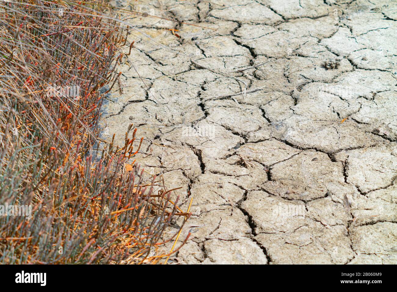 As conditions dry and drought occurs the land in wetlands dries up and ...