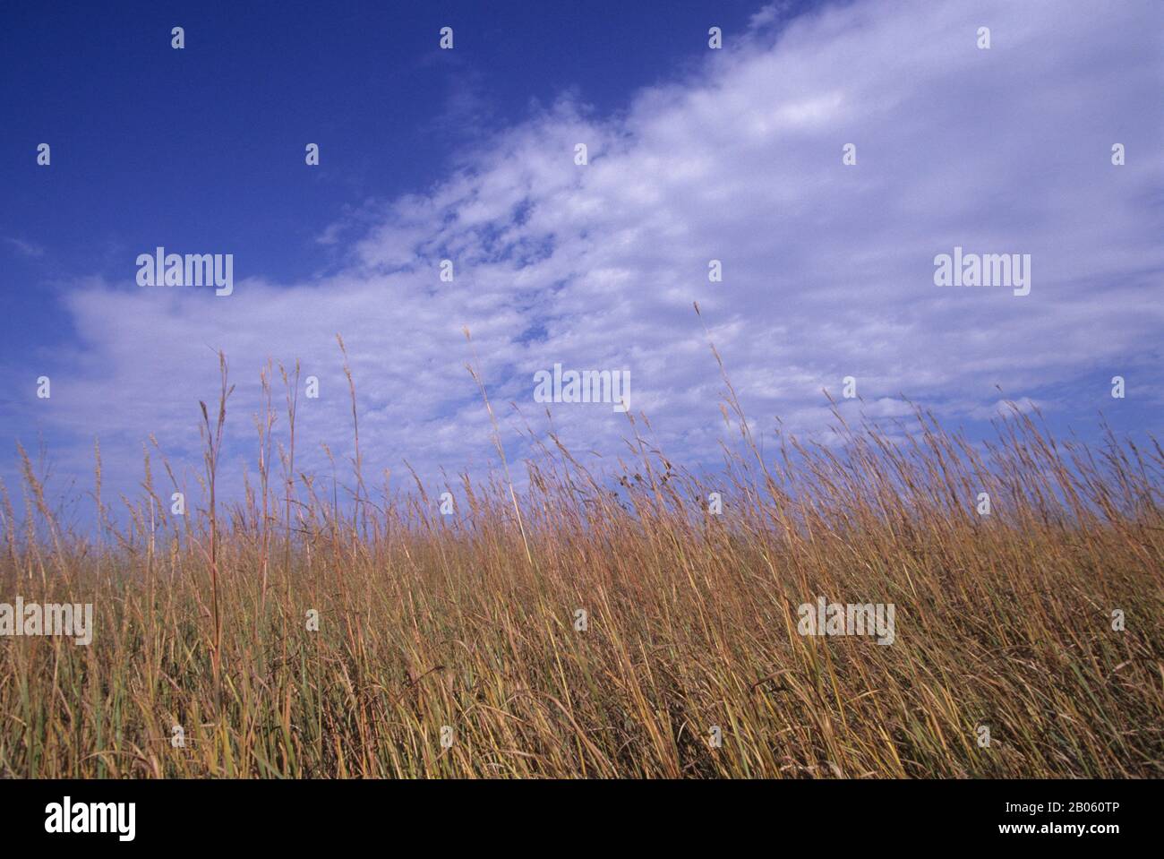 Grasses of america hi-res stock photography and images - Alamy