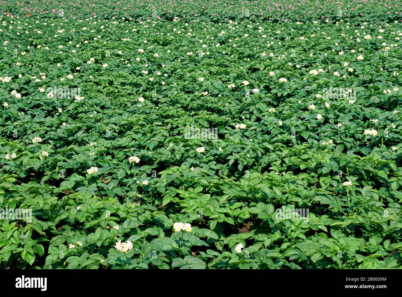 Potato fields hi-res stock photography and images - Alamy