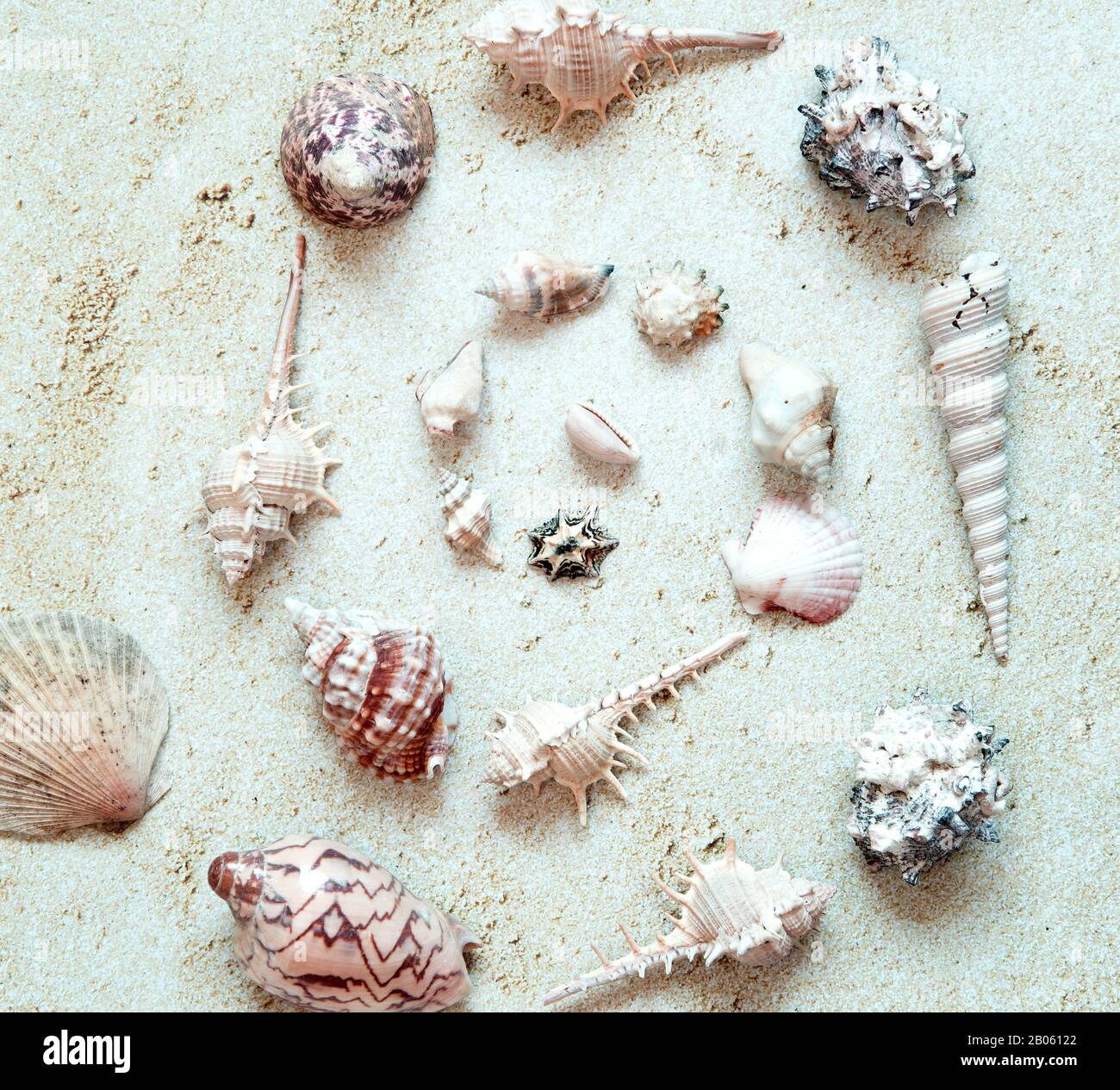 Sea Shells arranged in circle in sand. Top View. Summer and Vacation ...