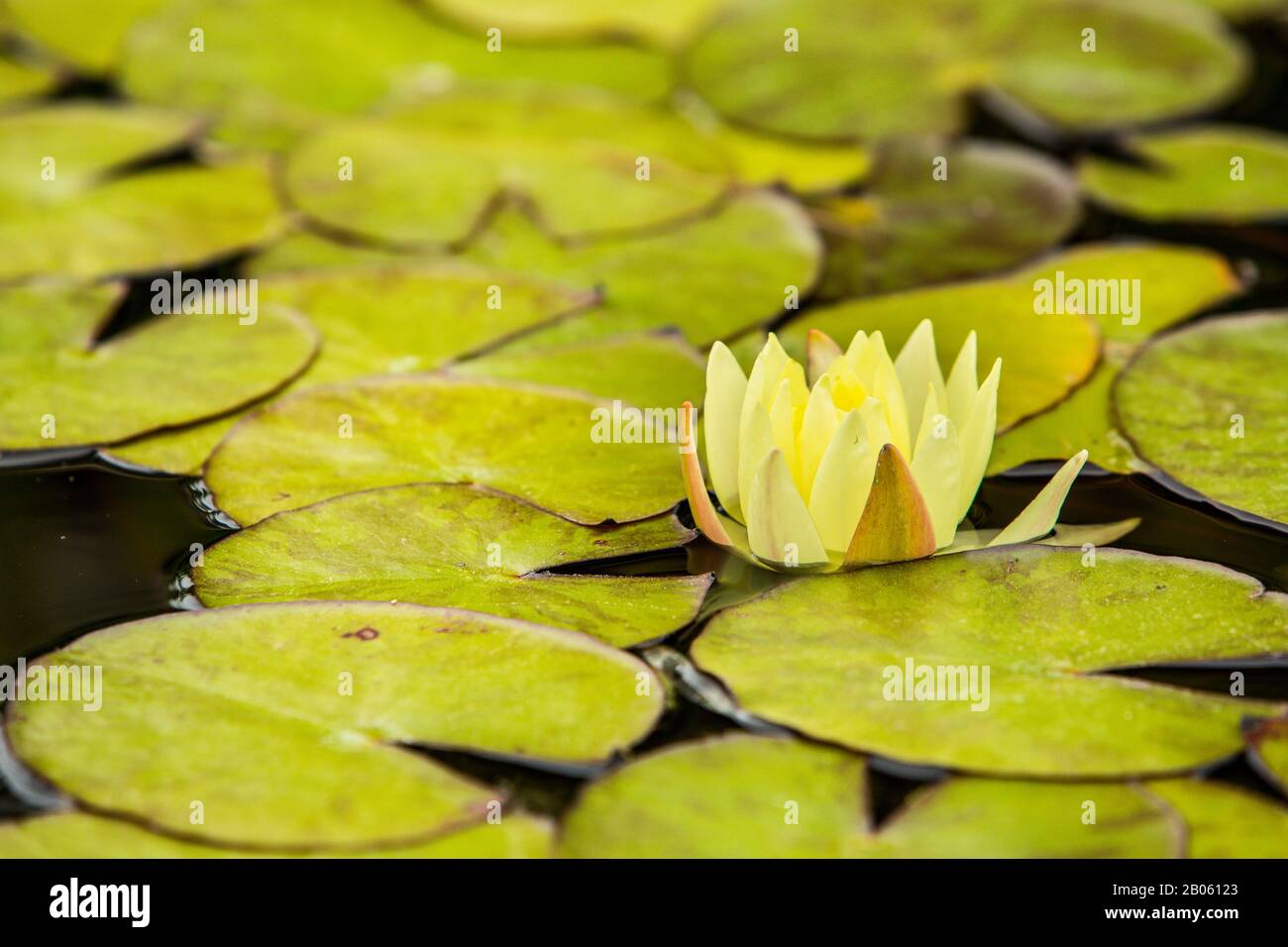 Lilly pad hi-res stock photography and images - Alamy