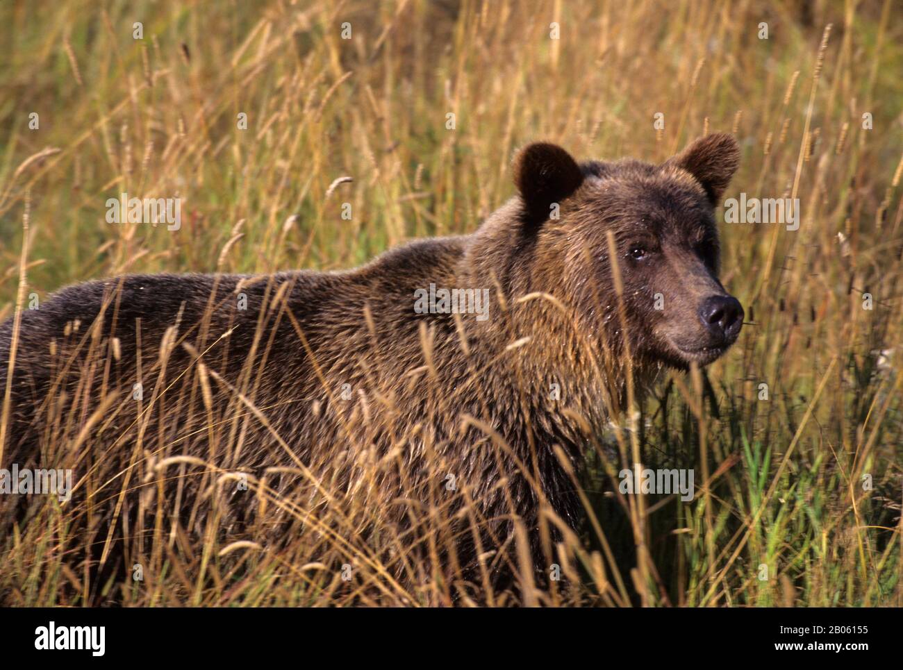 CANADA, BRITISH COLUMBIA, KNIGHT INLET, GRIZZLY BEAR Stock Photo - Alamy