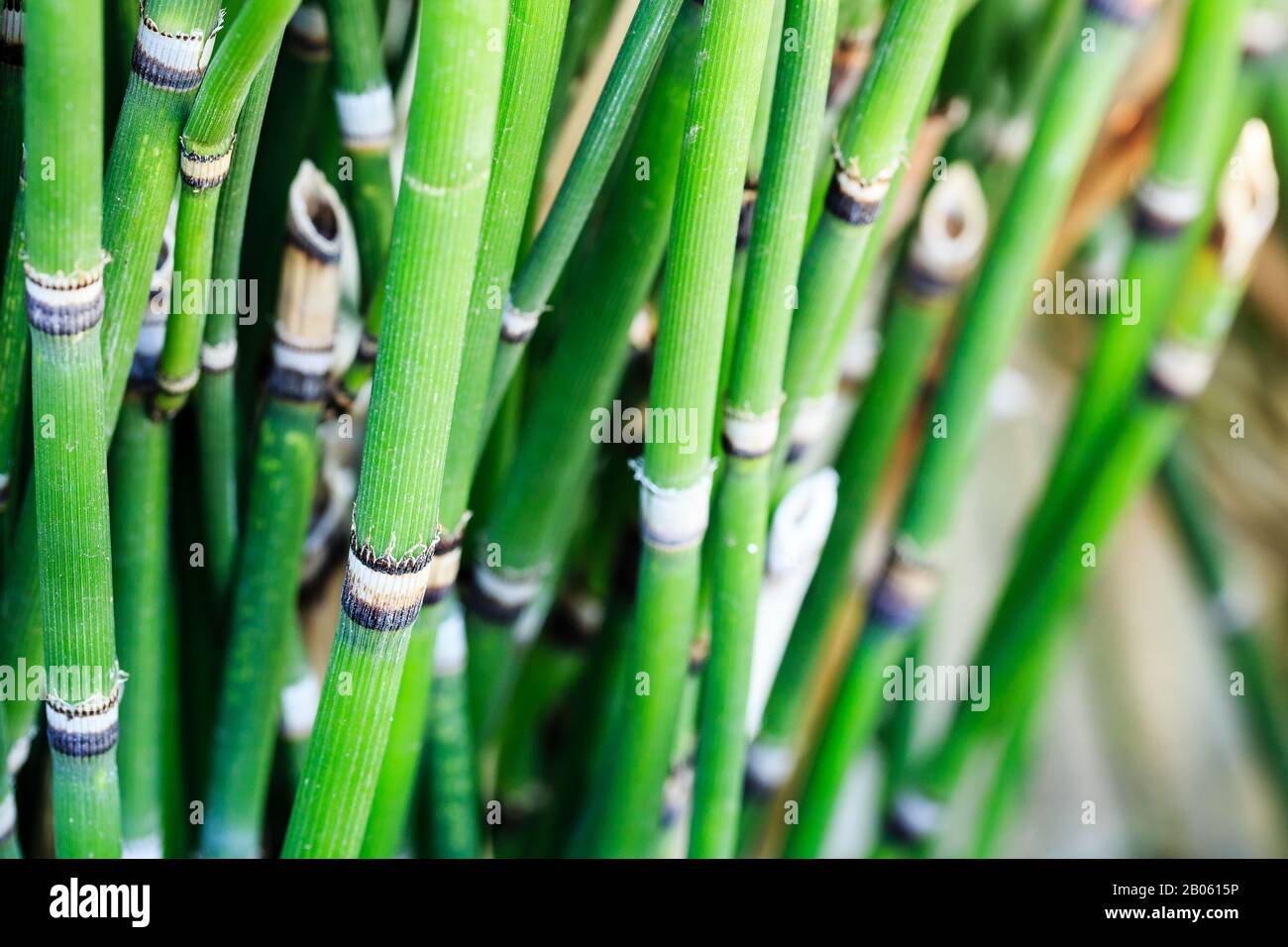 Black bamboo garden hi-res stock photography and images - Alamy