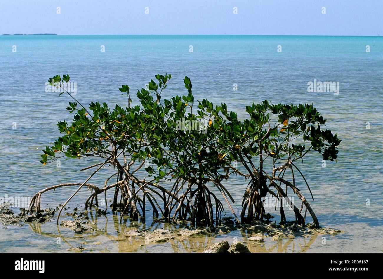 USA, FLORIDA, KEY LARGO, MANGROVE Stock Photo - Alamy