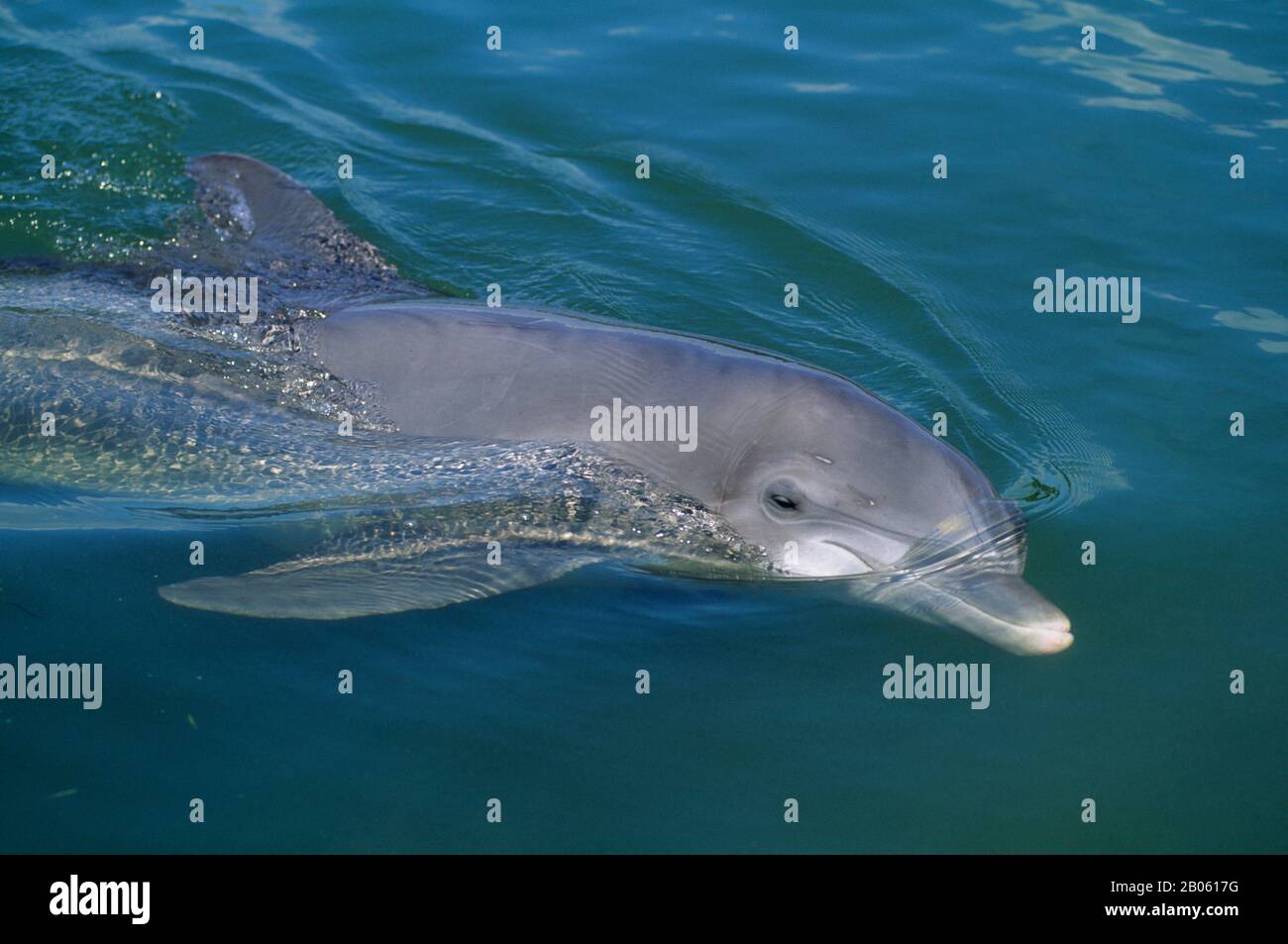 USA, FLORIDA, GRASSY KEY, DOLPHIN RESEARCH CENTER, ATLANTIC BOTTLENOSE ...