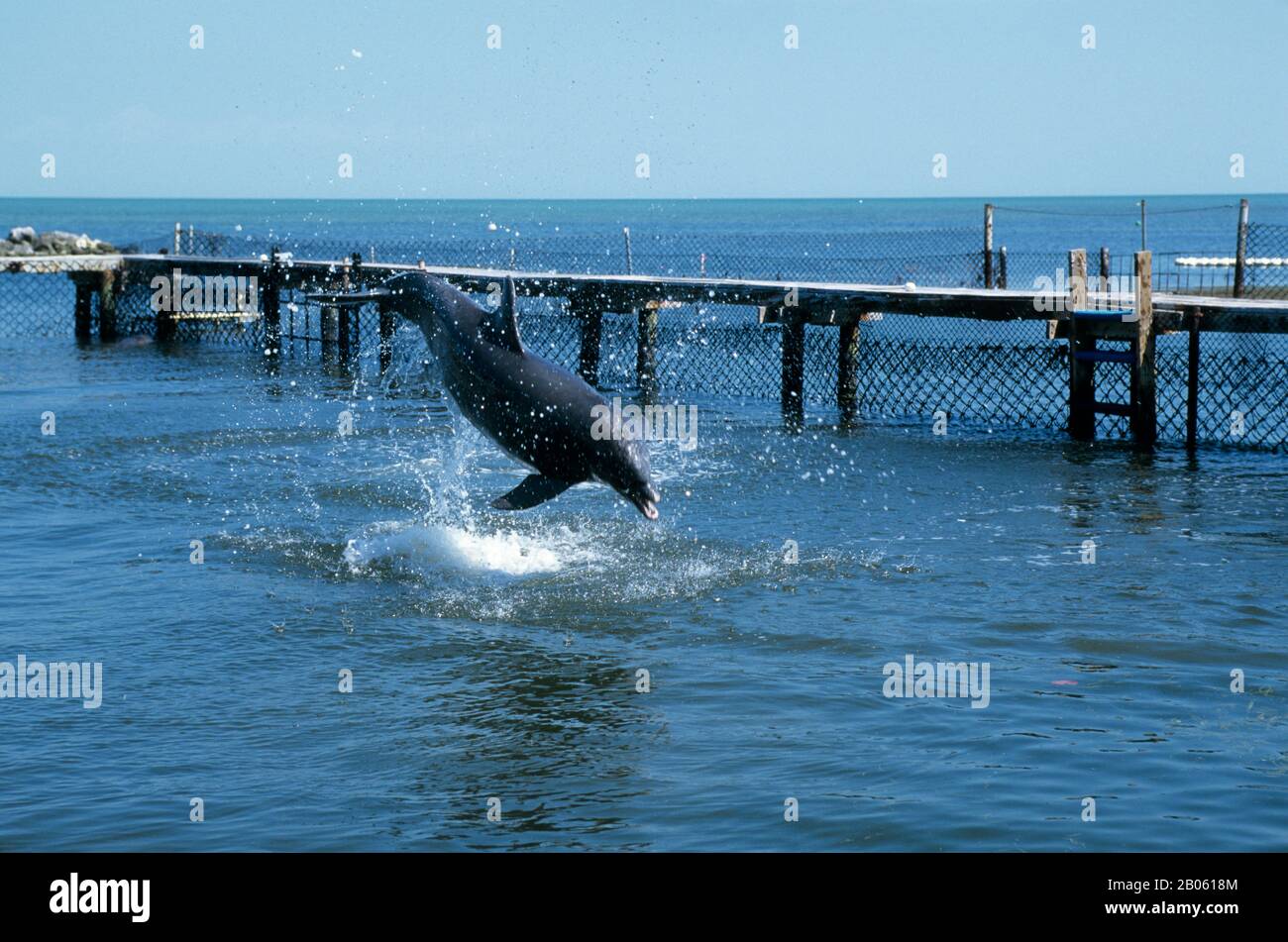 Dolphin research center florida keys hi-res stock photography and ...