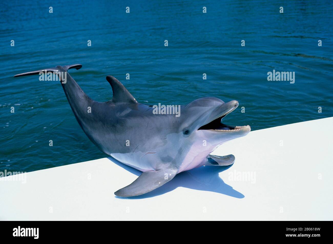 USA, FLORIDA, GRASSY KEY, DOLPHIN RESEARCH CENTER, TRAINING, ATLANTIC ...