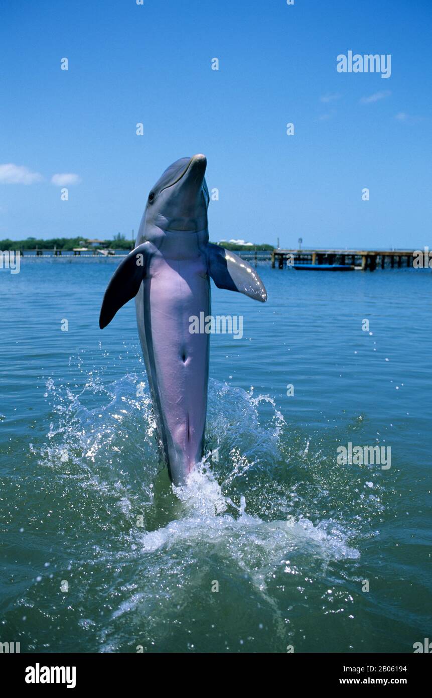 Florida dolphin hi-res stock photography and images - Alamy