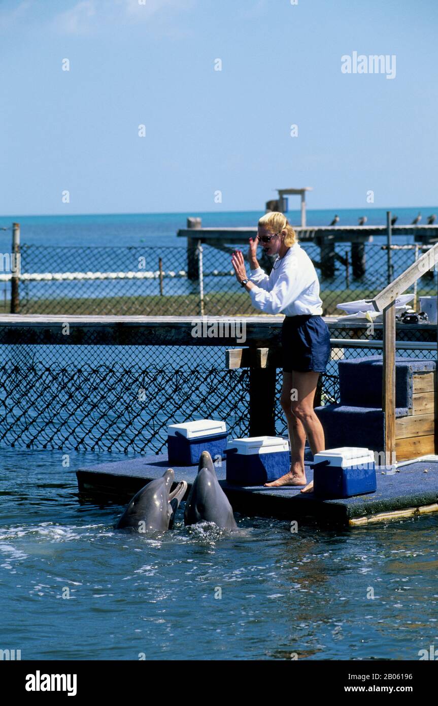 USA, FLORIDA, GRASSY KEY, DOLPHIN RESEARCH CENTER, TRAINING, ATLANTIC ...
