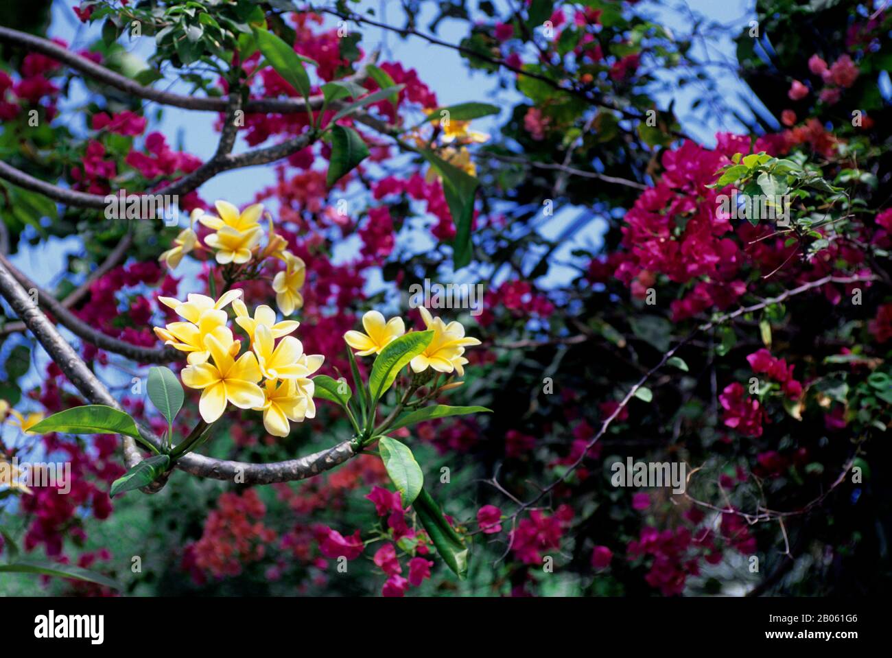 Flower key west hi-res stock photography and images - Alamy