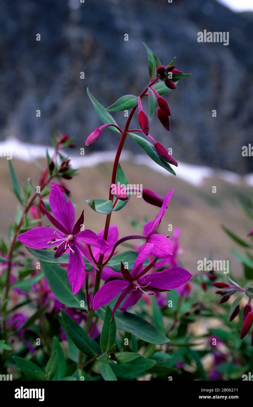 Wildflowers jasper national park canada hi-res stock photography and ...