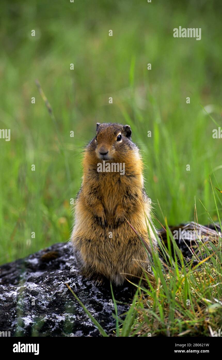 Richardsons ground squirrels hi-res stock photography and images - Alamy