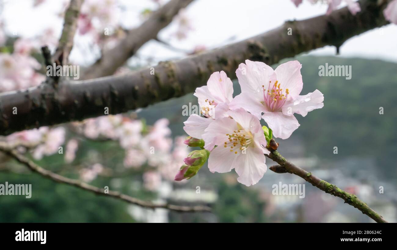 Taiwan green hi-res stock photography and images - Alamy