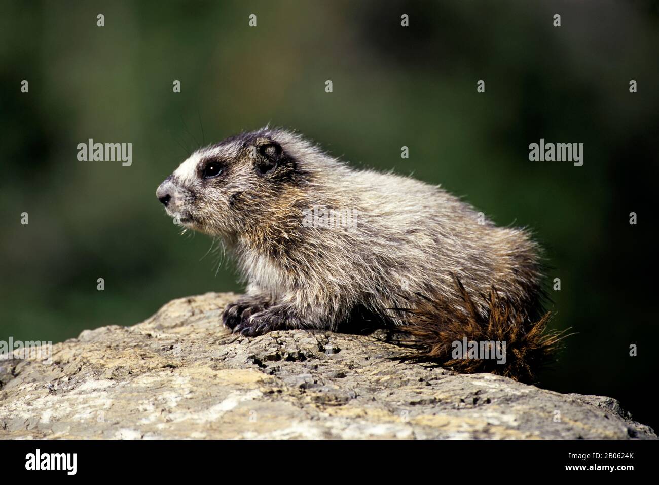 CANADA, BRITISH COLUMBIA, YOHO NATIONAL PARK, HOARY MARMOT Stock Photo ...