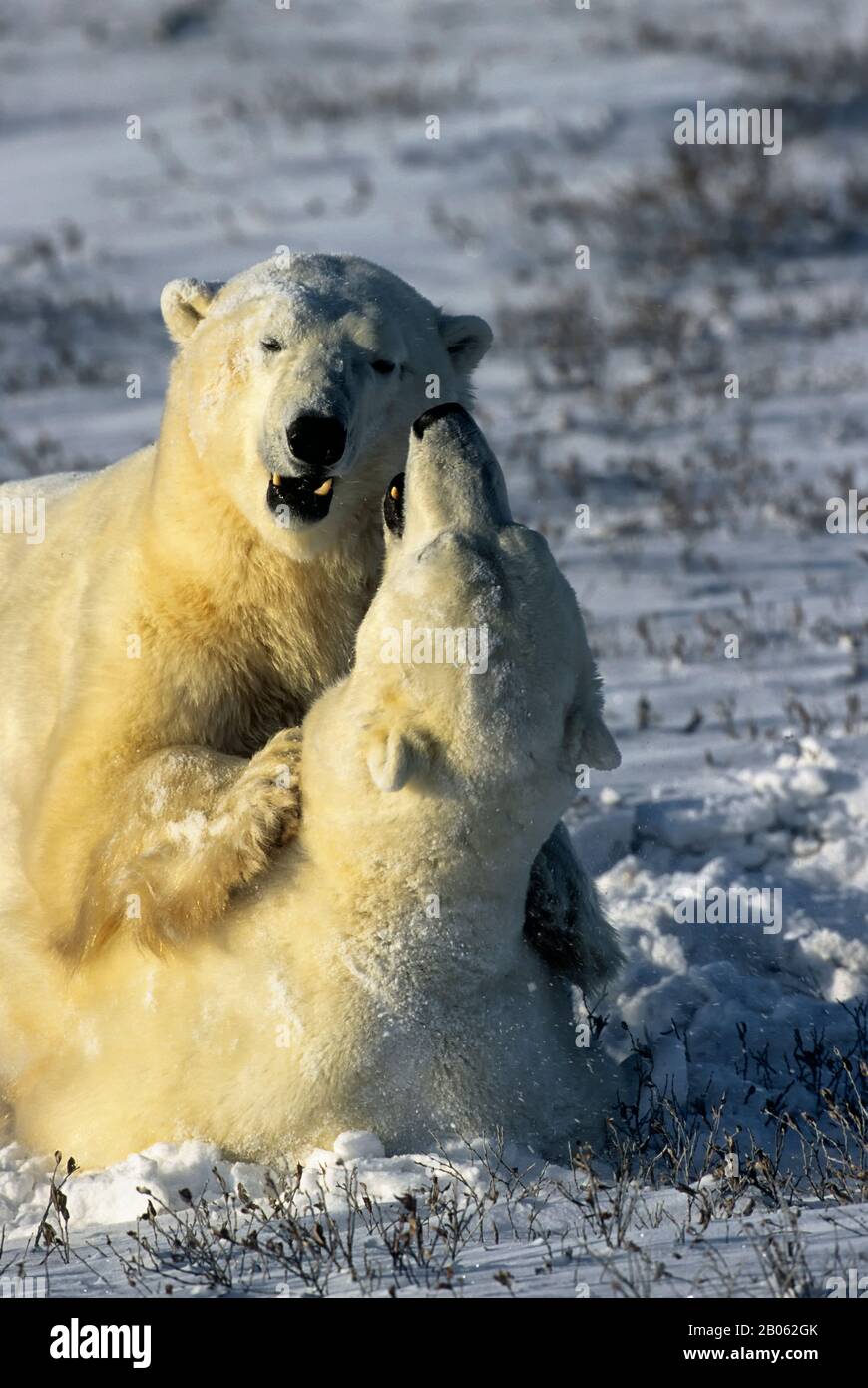 Churchill bears play fighting play hi-res stock photography and images ...