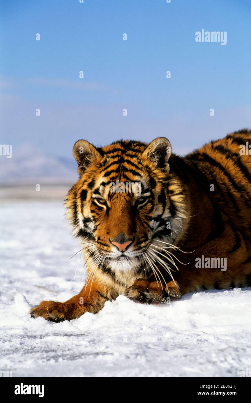 Siberian tiger panthera tigris hi-res stock photography and images - Alamy