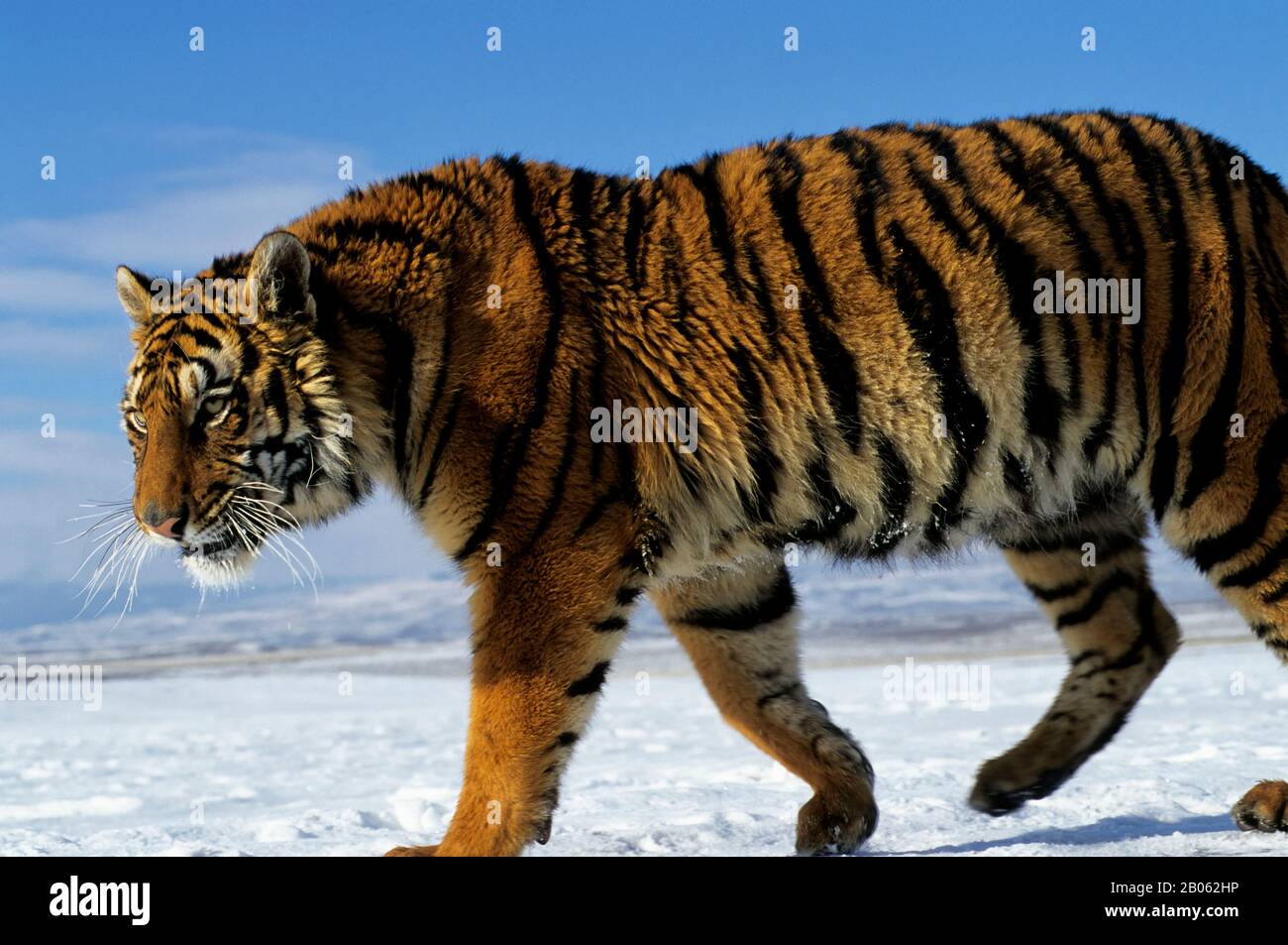 Walking siberian tiger panthera hi-res stock photography and images - Alamy