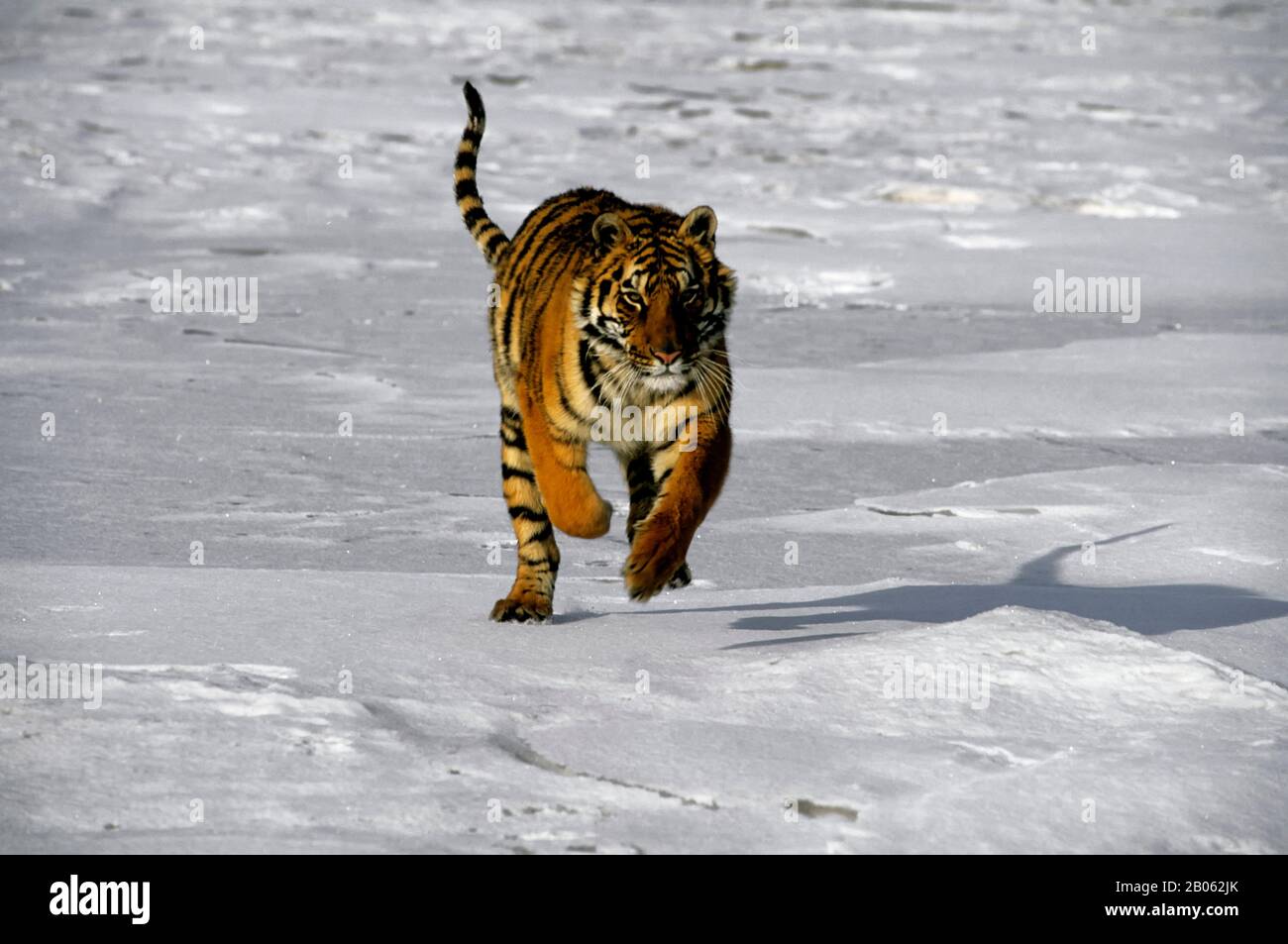 Tiger running snow hi-res stock photography and images - Alamy