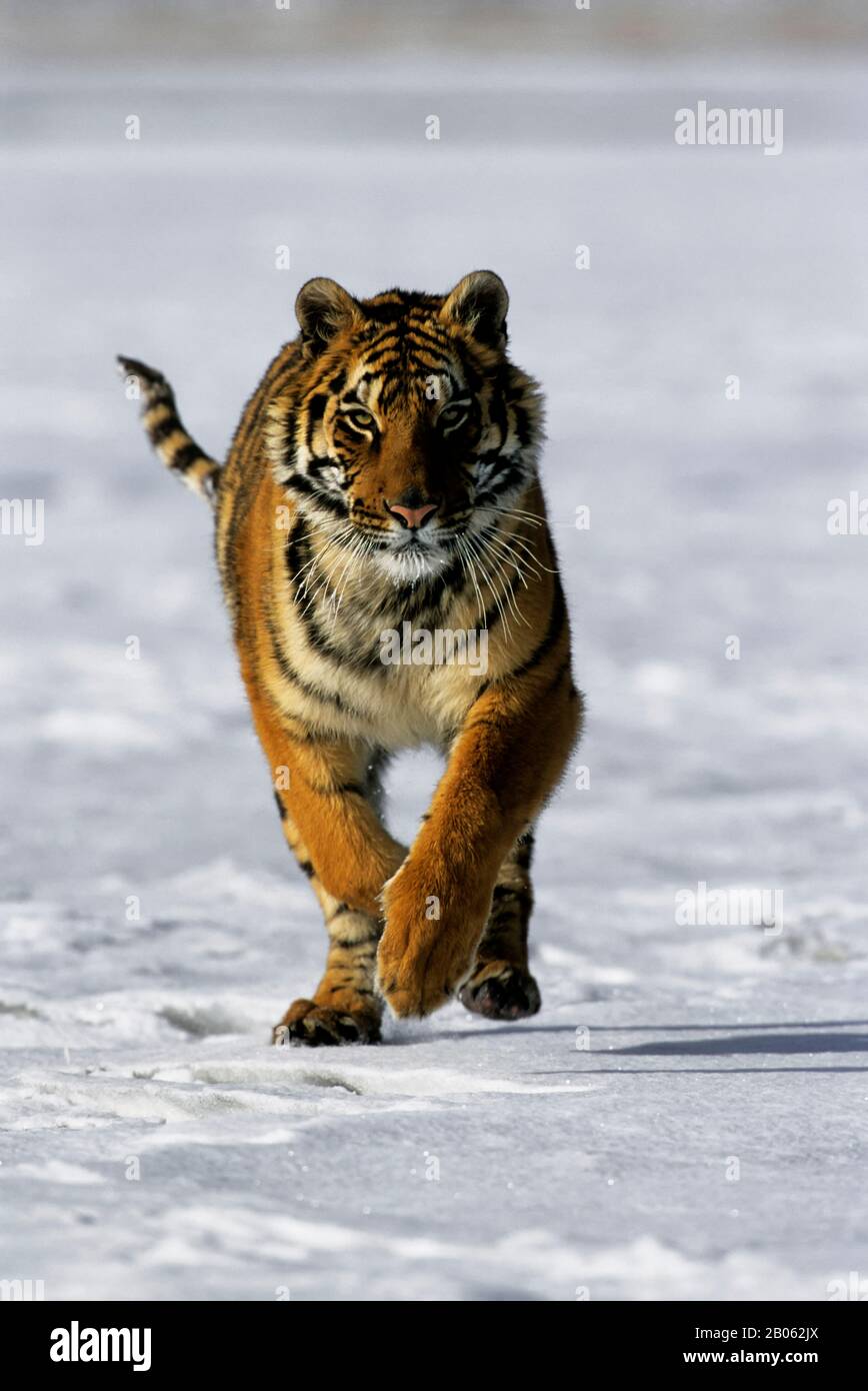 SIBERIAN TIGER ON SNOW, RUNNING Stock Photo - Alamy