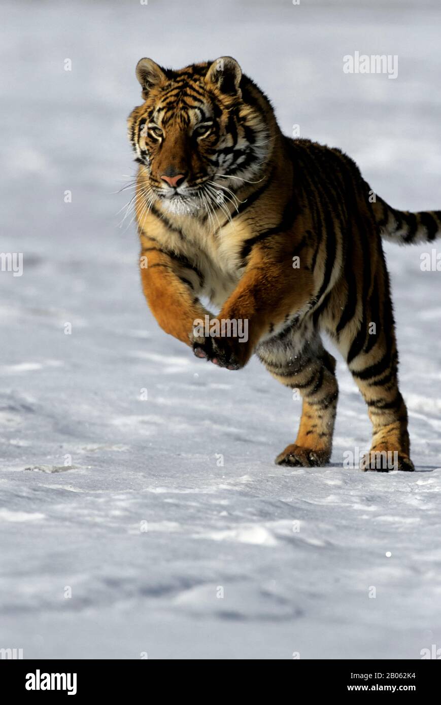 SIBERIAN TIGER (PANTHERA TIGRIS ALTAICA) ON SNOW, RUNNING Stock Photo - Alamy