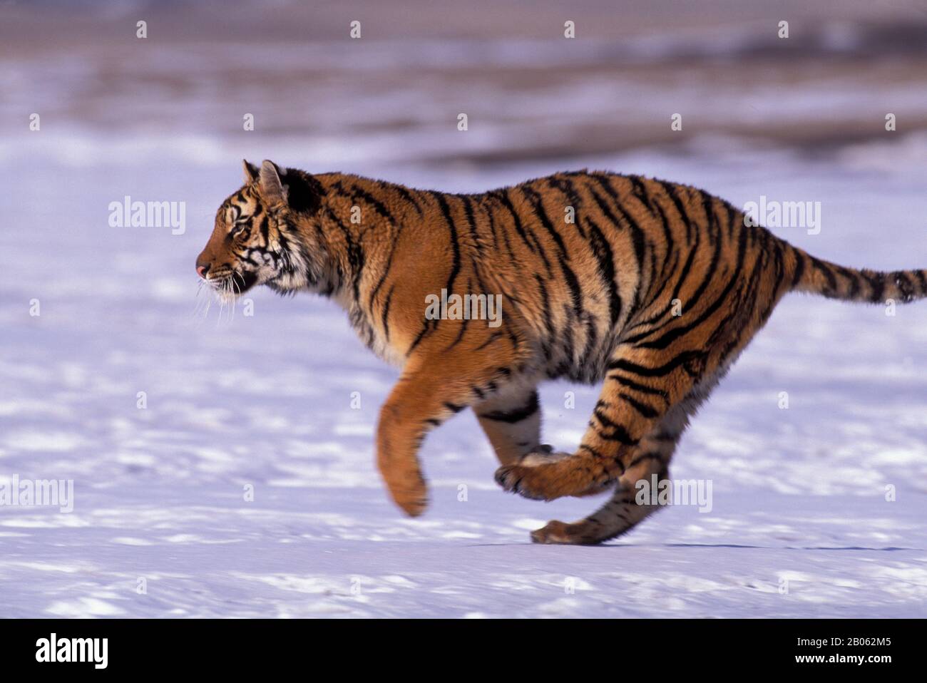 TIGER ON SNOW, RUNNING Stock Photo - Alamy