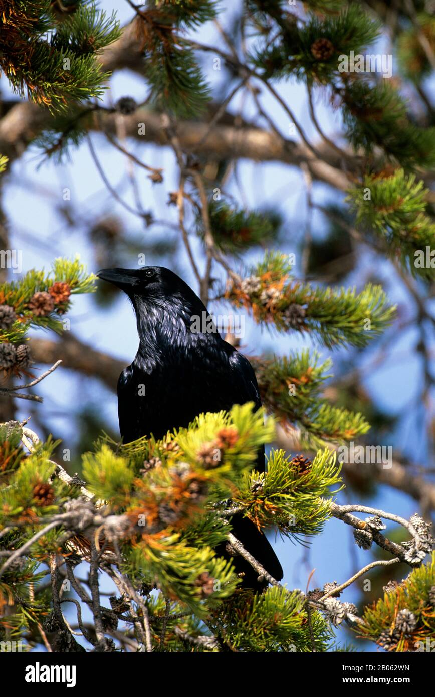 Raven in the snow hi-res stock photography and images - Alamy