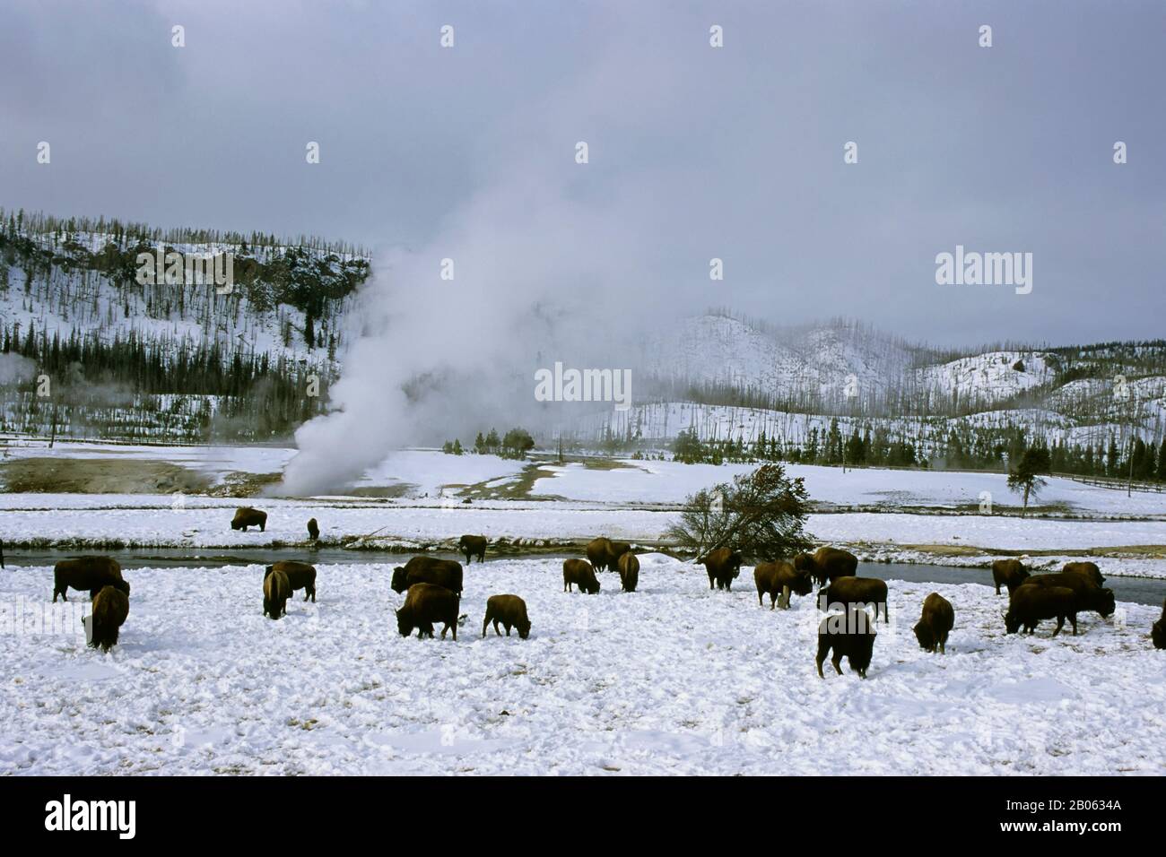 USA, WYOMING, YELLOWSTONE NATIONAL PARK, BISON HERD, FUMAROLES (HOT ...
