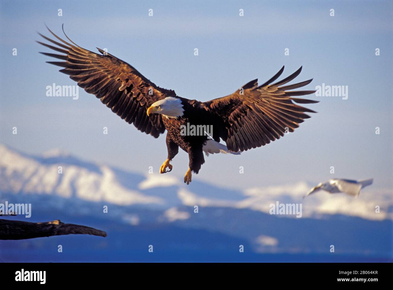 USA, ALASKA, HOMER SPIT, BALD EAGLE FLYING, APPROACHING LANDING Stock ...