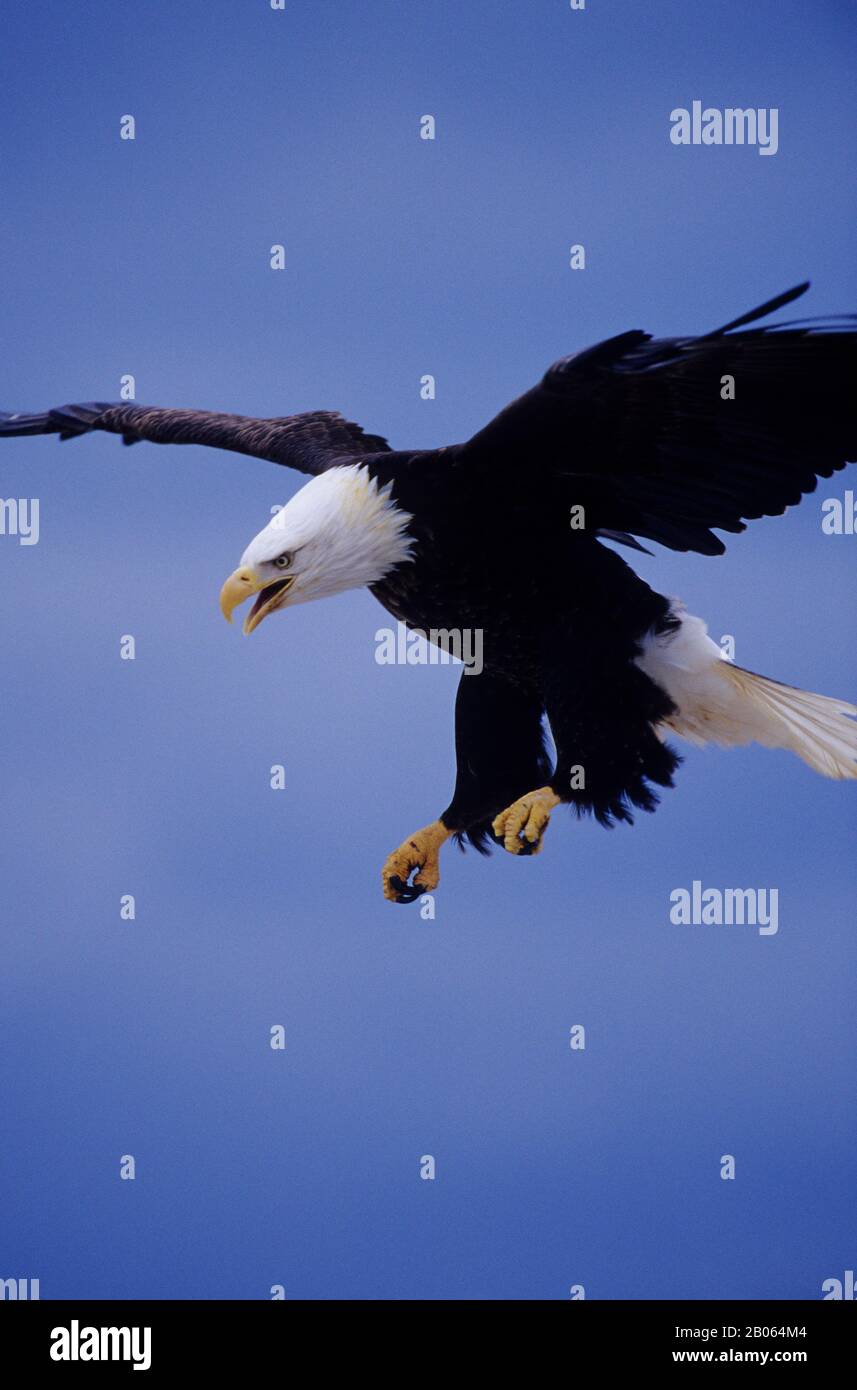 USA, ALASKA, HOMER SPIT, BALD EAGLE FLYING, APPROACHING LANDING Stock ...