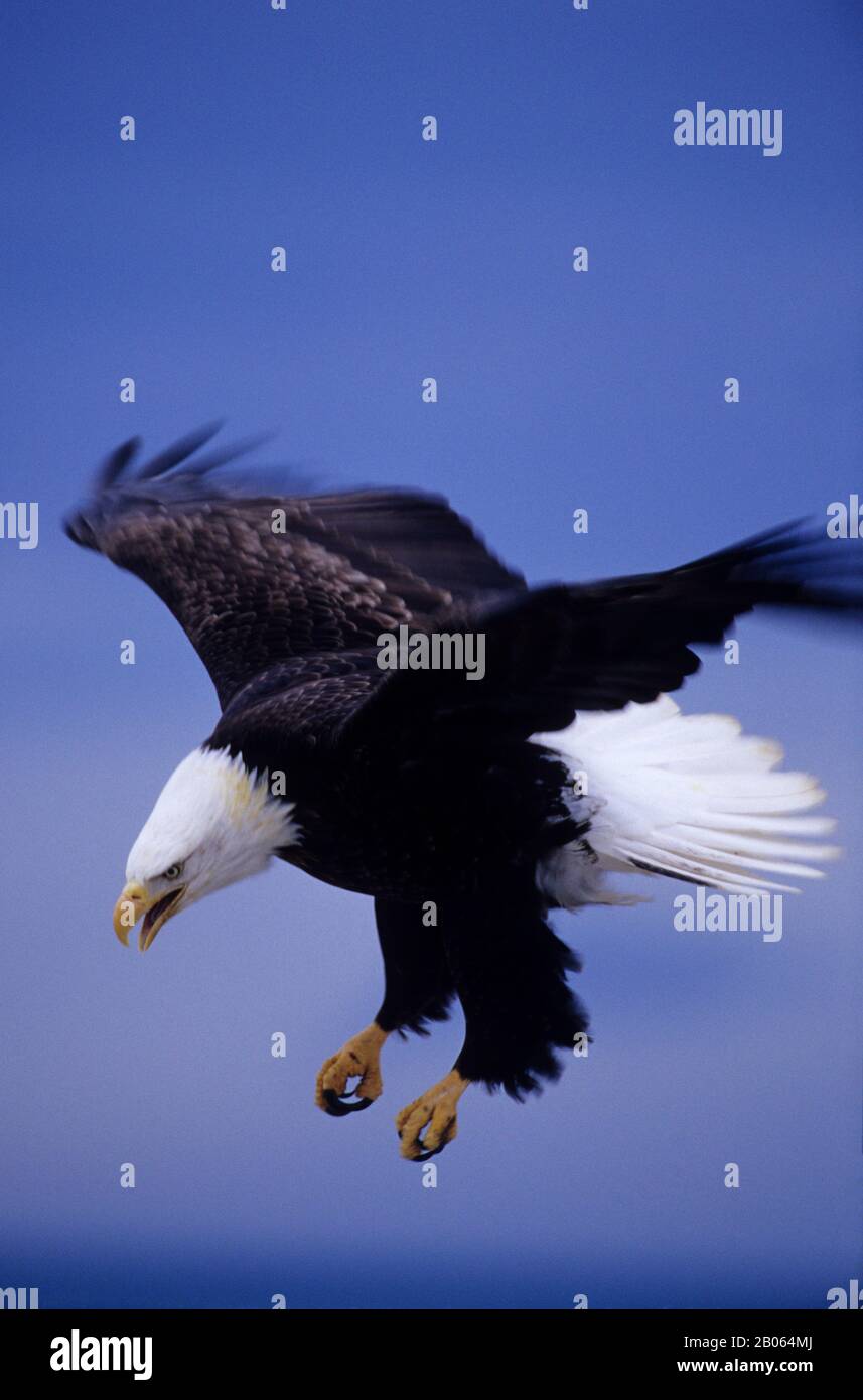 USA, ALASKA, HOMER SPIT, BALD EAGLE FLYING, APPROACHING LANDING Stock ...