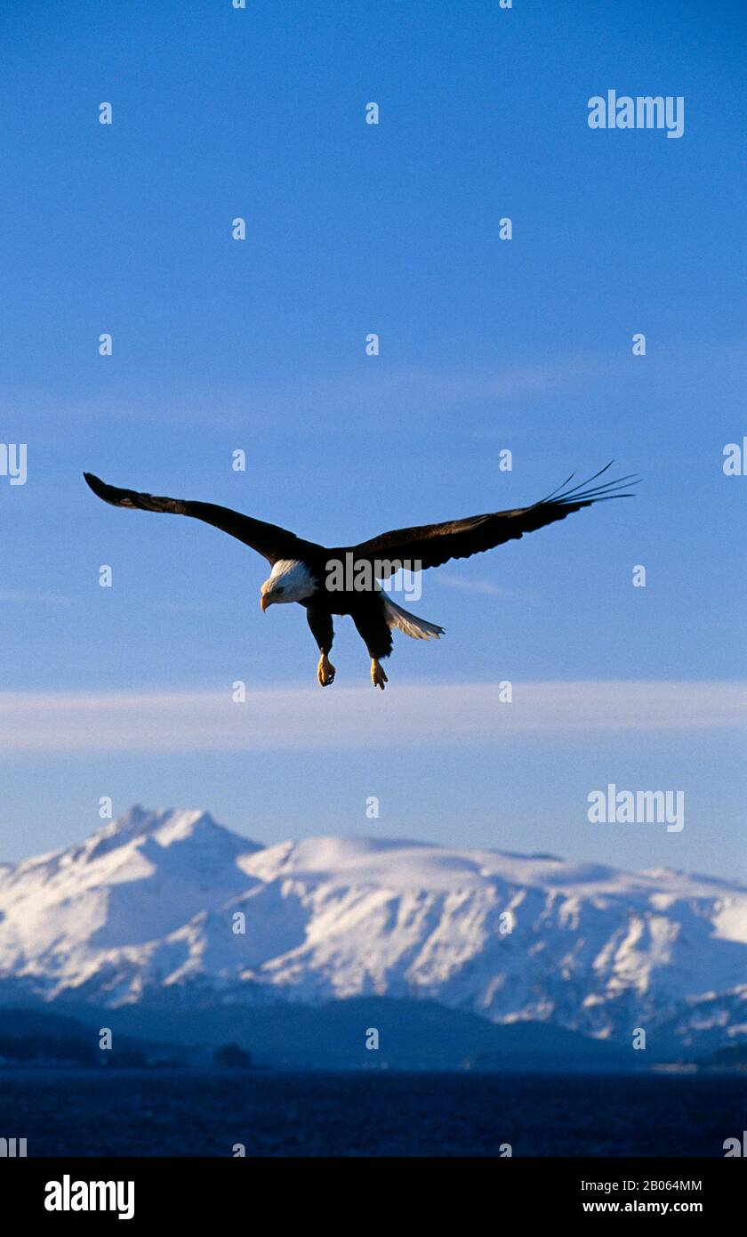 USA, ALASKA, HOMER SPIT, BALD EAGLE FLYING, APPROACHING LANDING ...