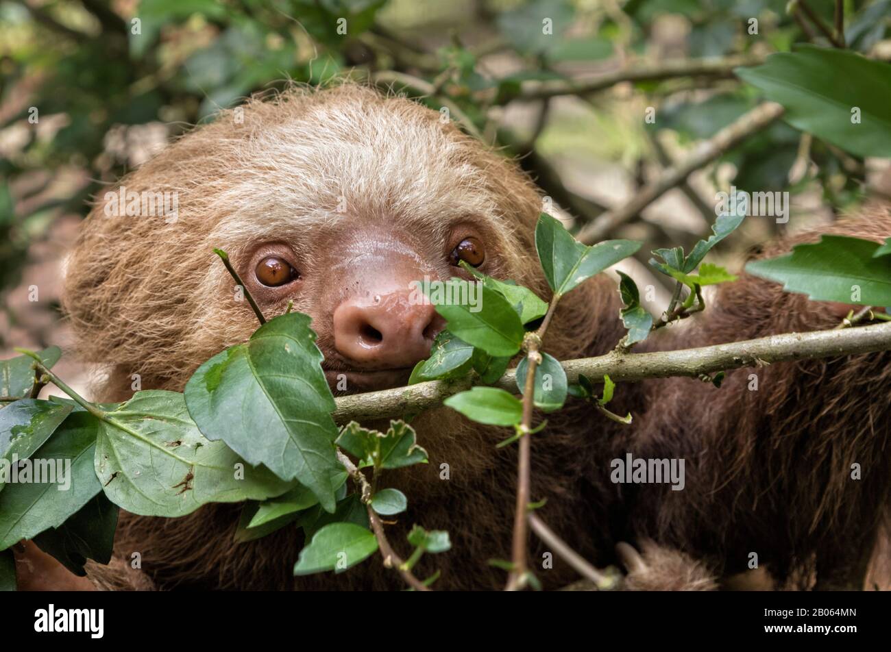 Young two toed sloth hi-res stock photography and images - Alamy