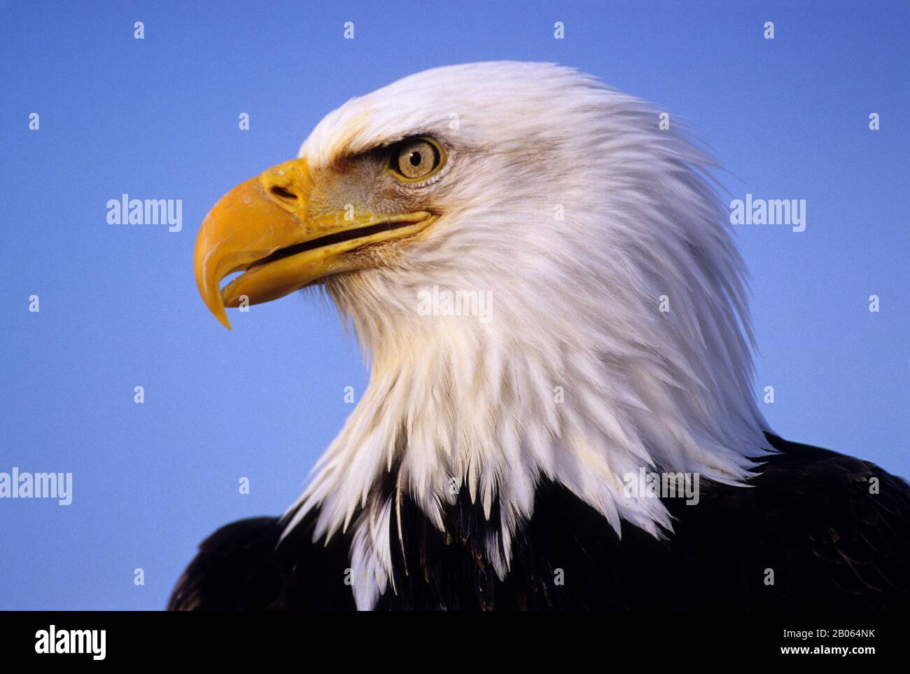 Portrait bald eagle close hi-res stock photography and images - Alamy