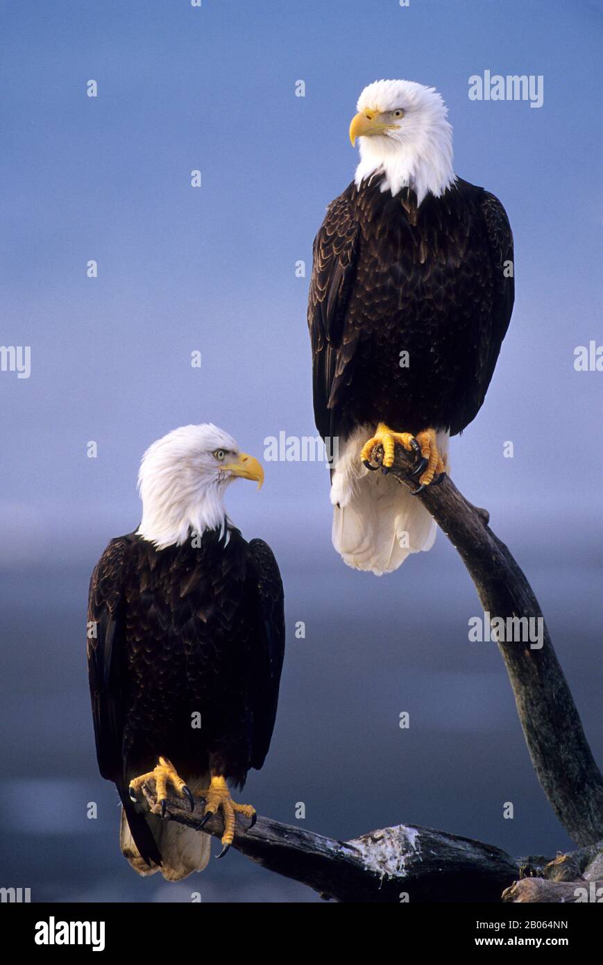 USA, ALASKA, HOMER SPIT, BALD EAGLES SITTING ON LOG Stock Photo - Alamy