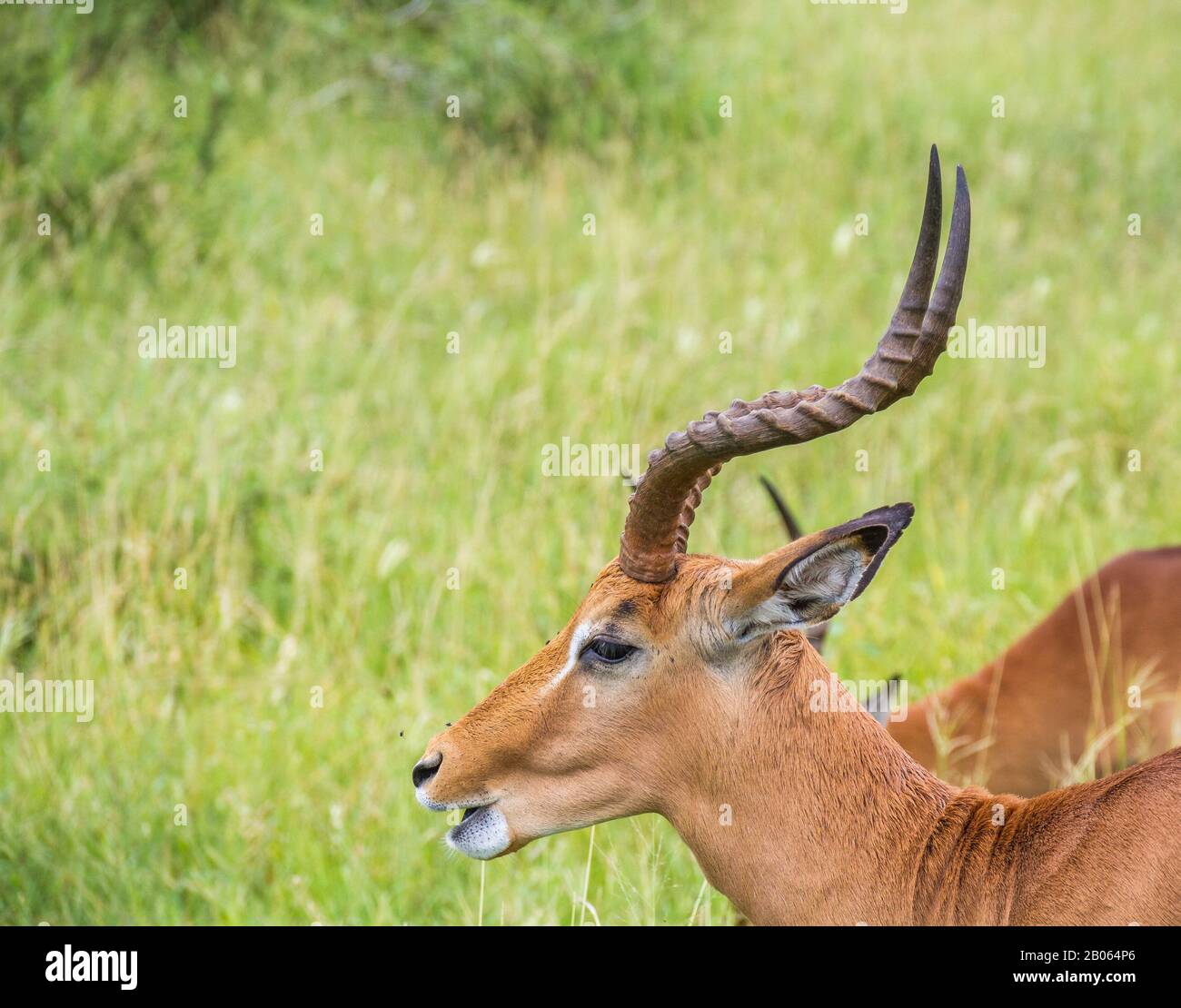 Portrait impala in kruger hi-res stock photography and images - Alamy
