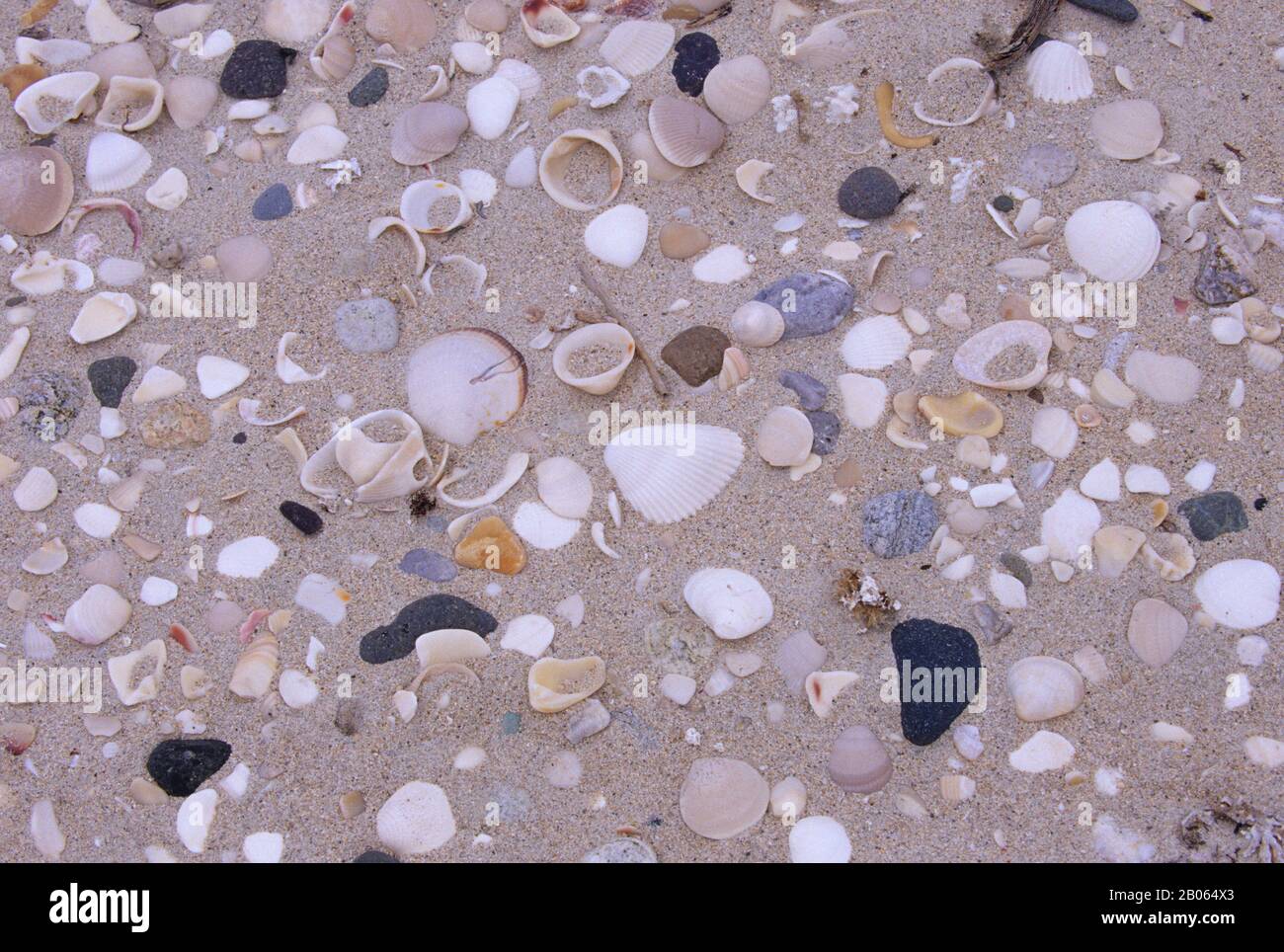 MEXICO, BAJA CALIFORNIA, ISLA ESPIRITU SANTO, BONANZA BEACH, SHELLS ...