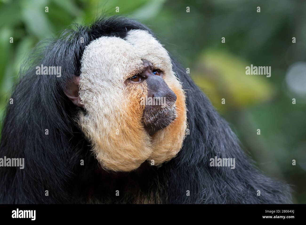 White-face saki monkey (Pithecia pithecia) close up Stock Photo - Alamy
