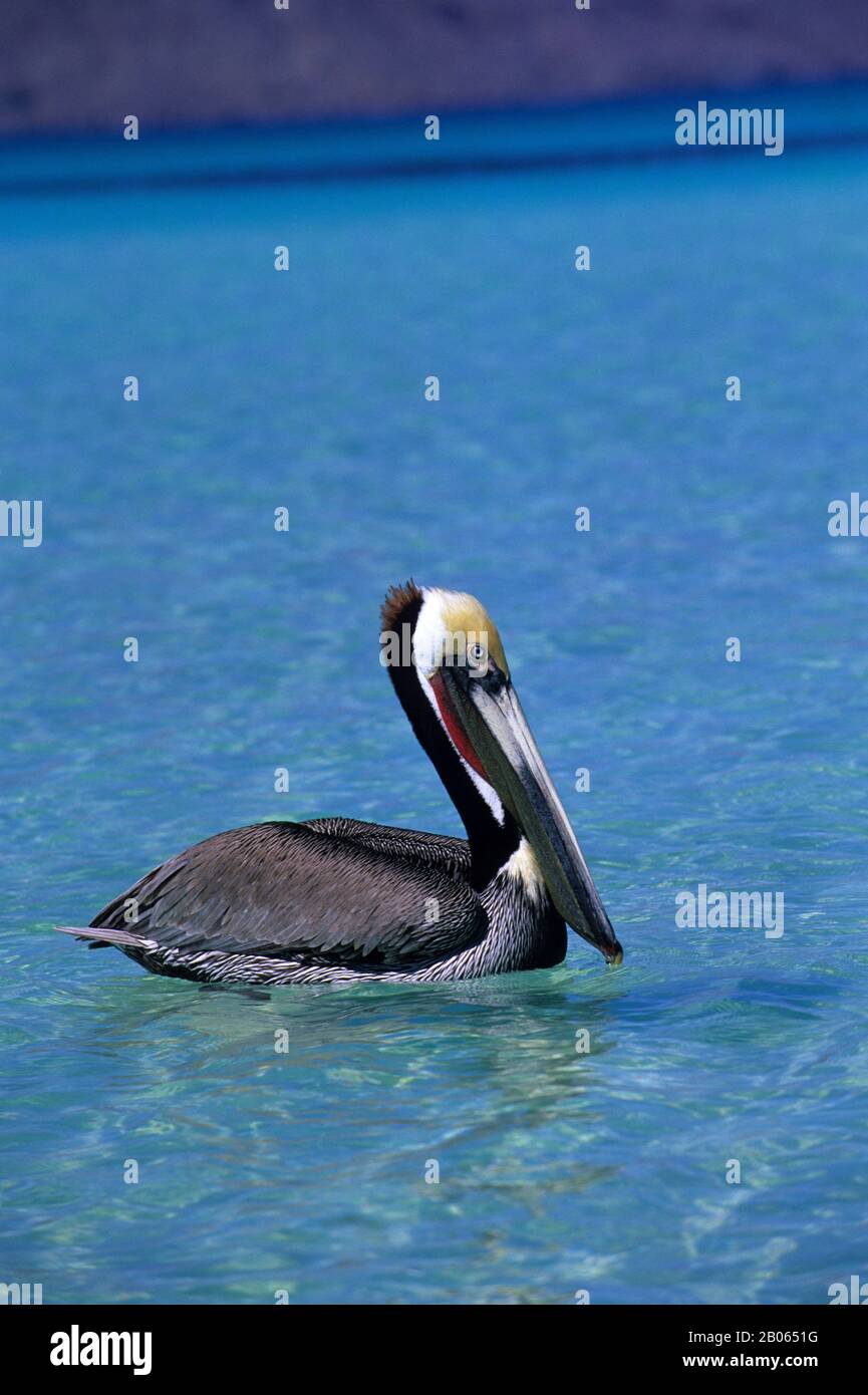 MEXICO, BAJA CALIFORNIA, CORONADO ISLAND, BROWN PELICAN IN BREEDING ...