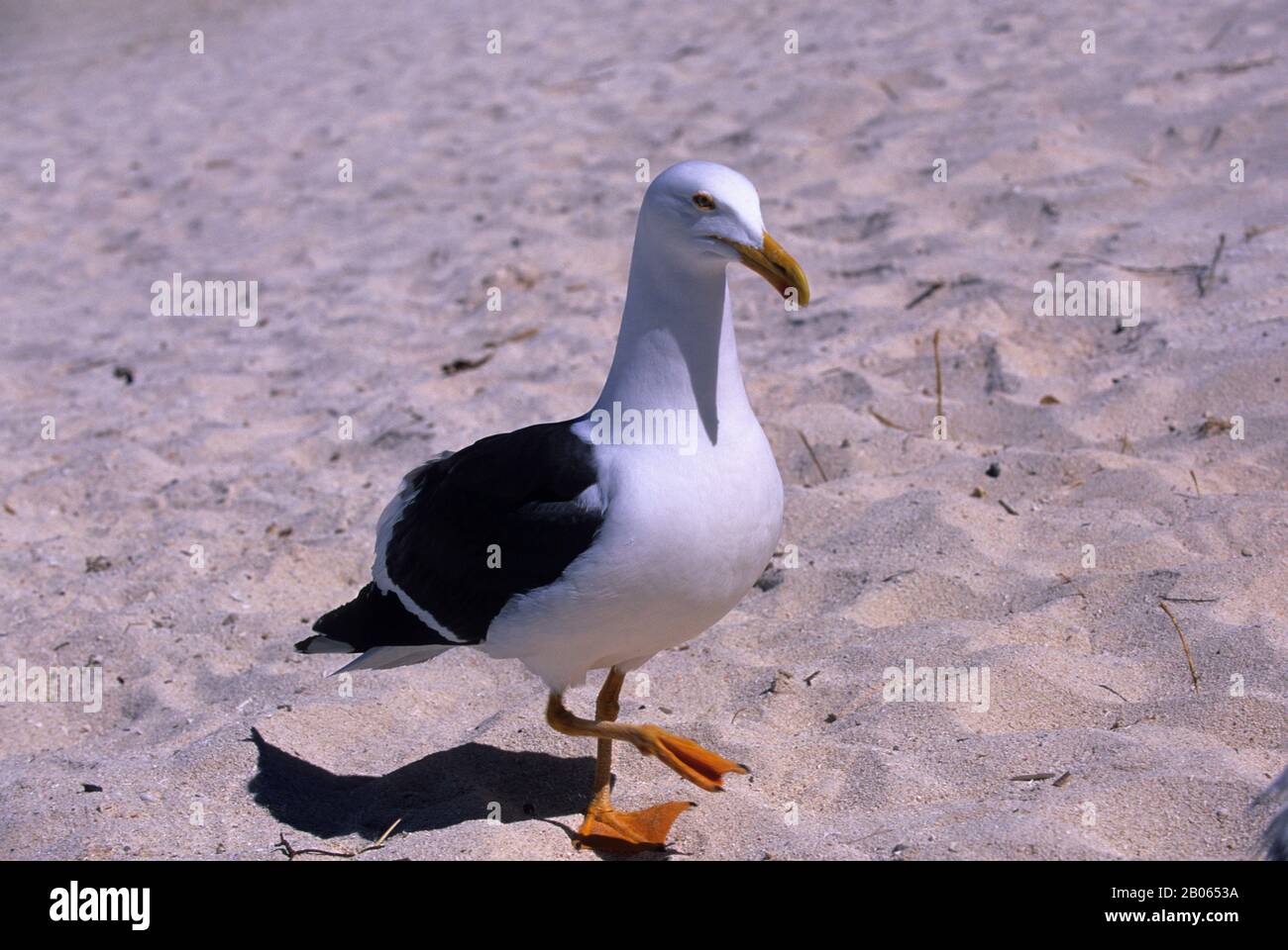MEXICO, BAJA CALIFORNIA, CORONADO ISLAND, YELLOW-FOOTED GULL ON BEACH ...