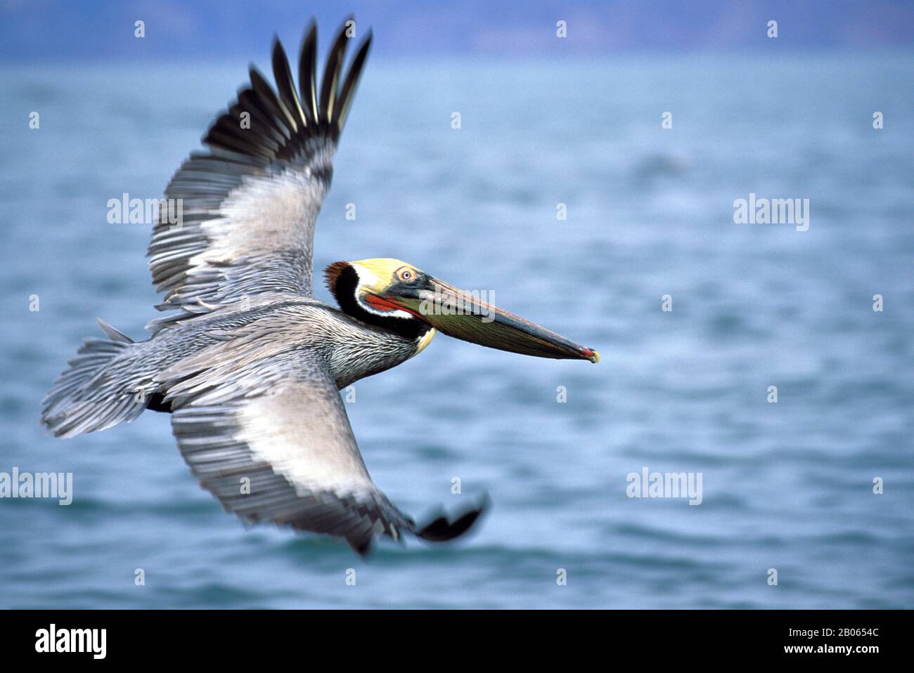 Brown pelican in breeding plumage hi-res stock photography and images ...