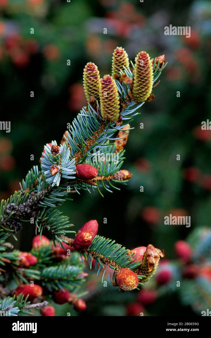 USA, OREGON COAST, NEAR CANNON BEACH, ECOLA STATE PARK, BLUE SPRUCE ...