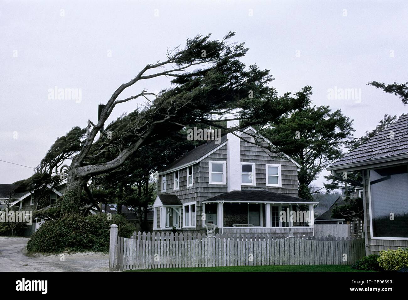 USA, OREGON COAST, CANNON BEACH, LOCAL HOUSE WITH TREES SHAPED BY THE ...